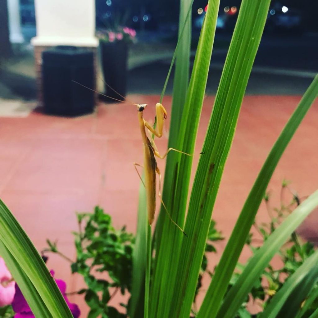 Love for the Praying Mantis - A Life Science Experiment – Kodo Kids