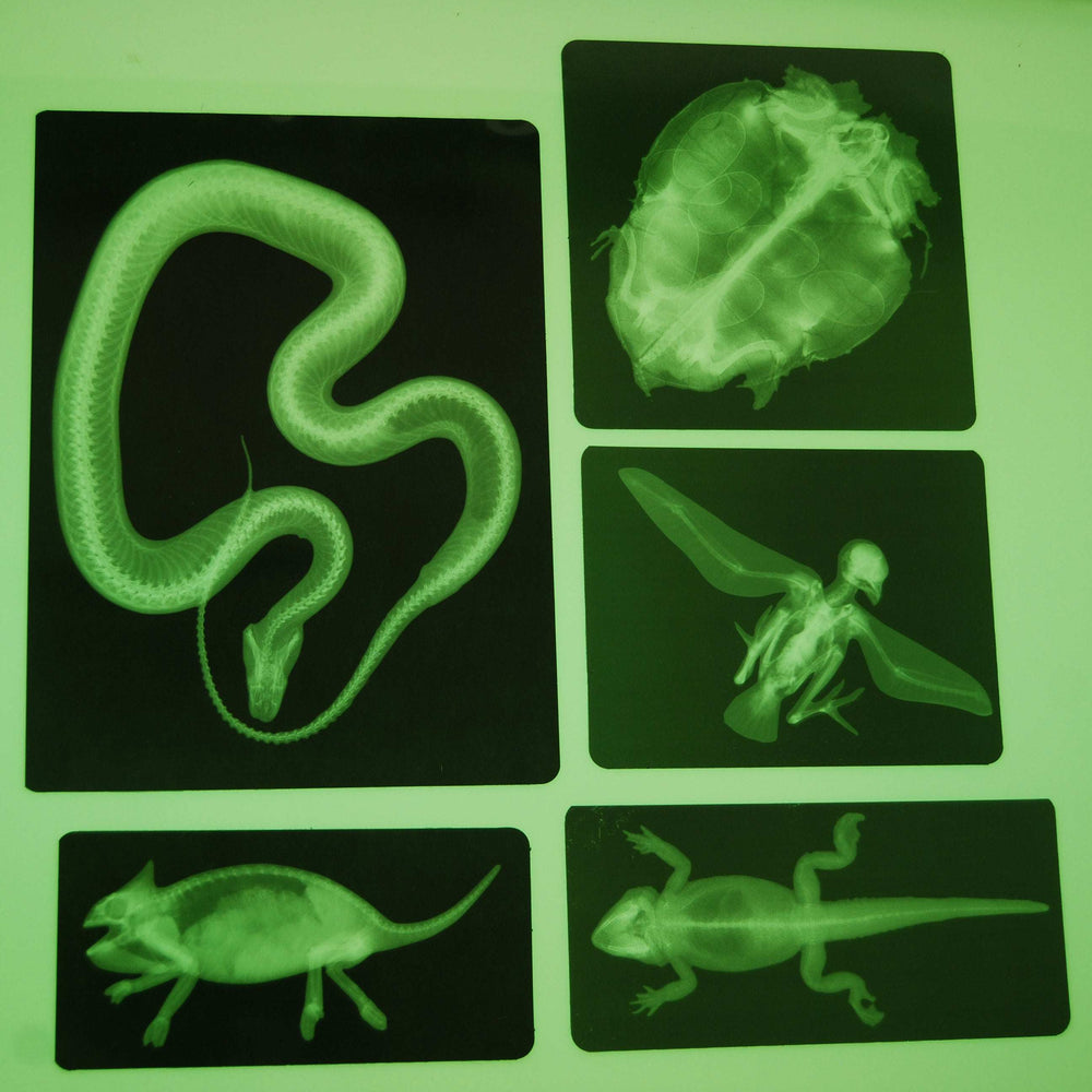 Animal X-Ray Learning - Kodo Kids