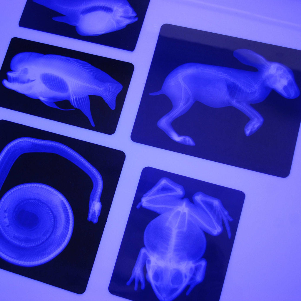 Animal X-Ray Learning - Kodo Kids