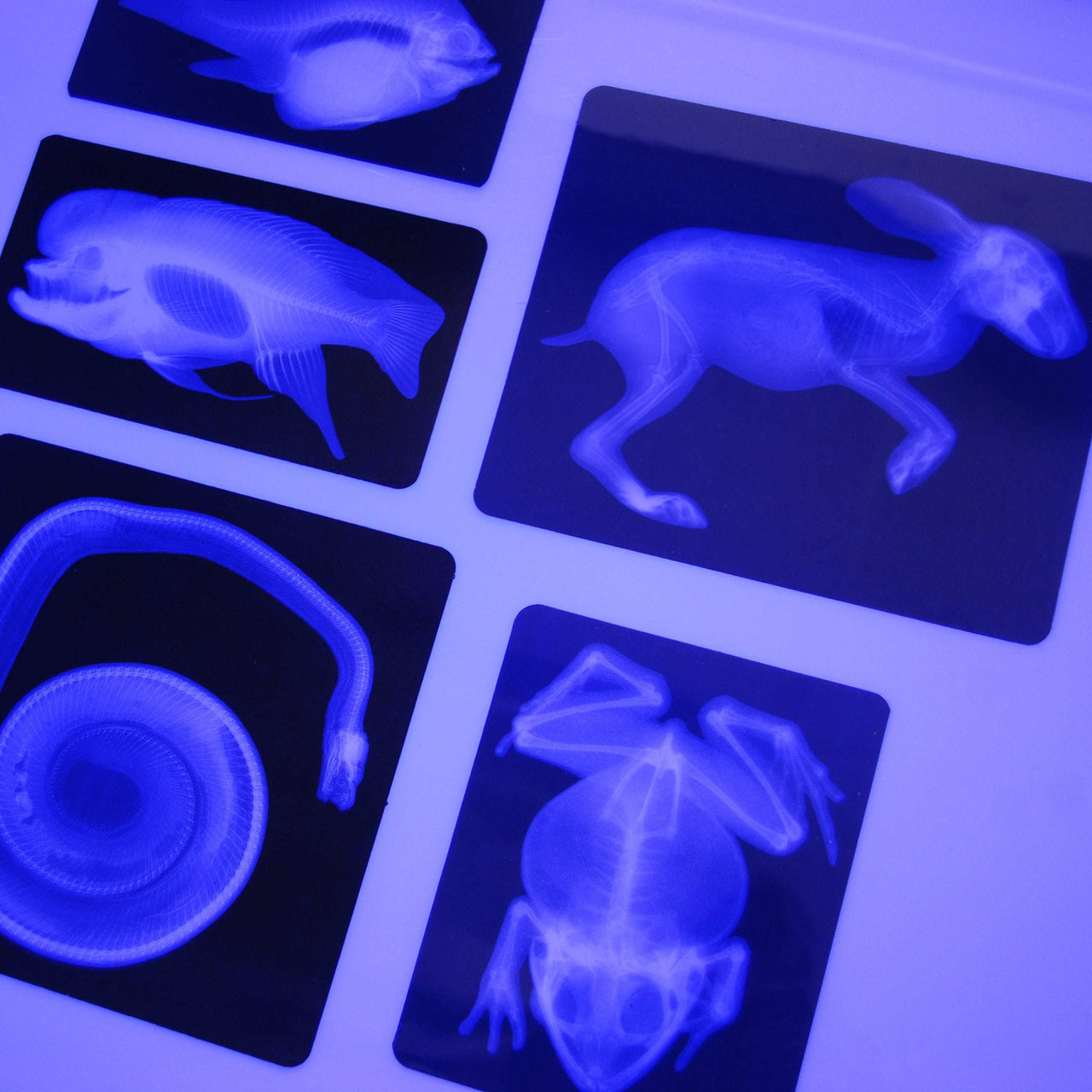 Animal X-Ray Learning - Kodo Kids