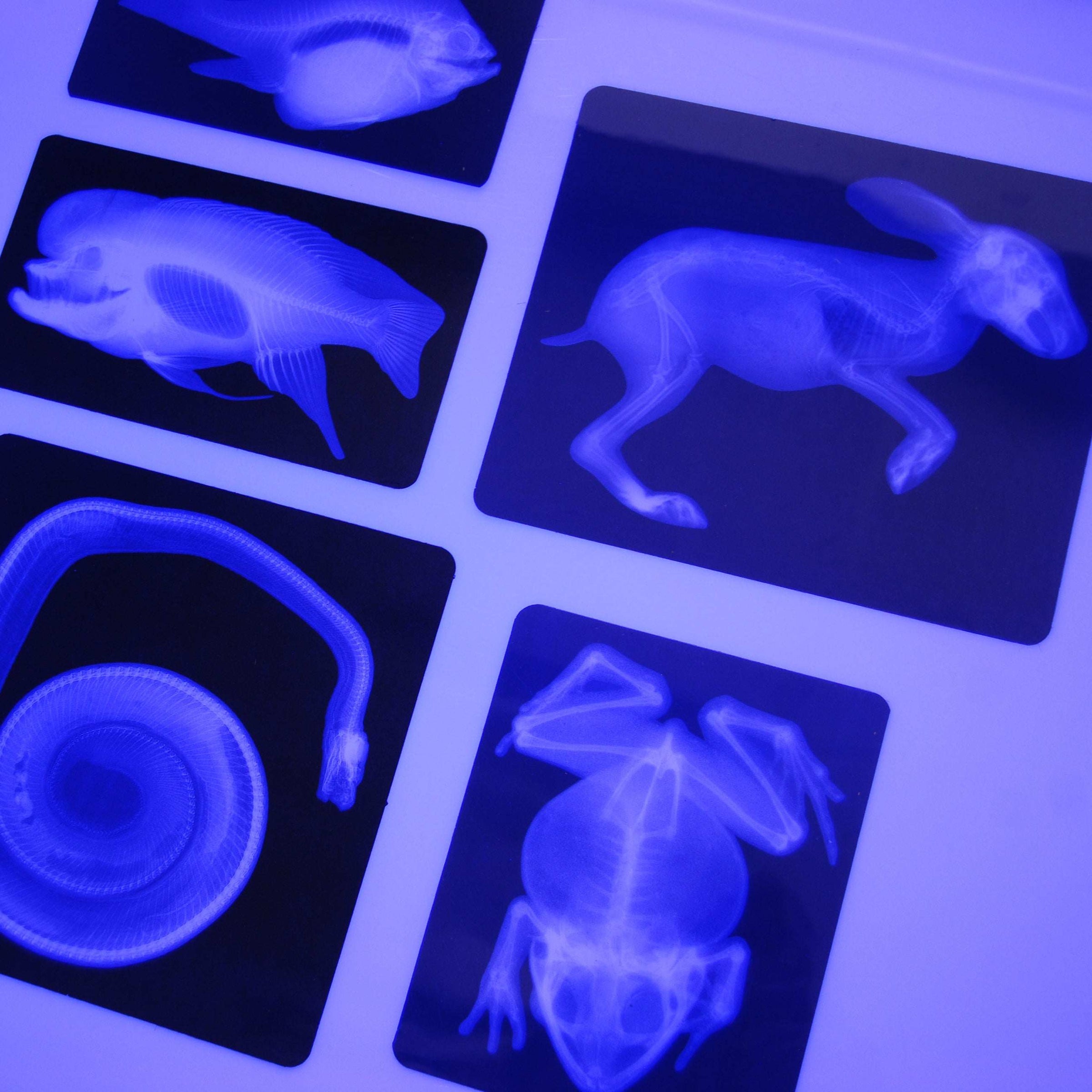 Animal X-Ray Learning - Kodo Kids