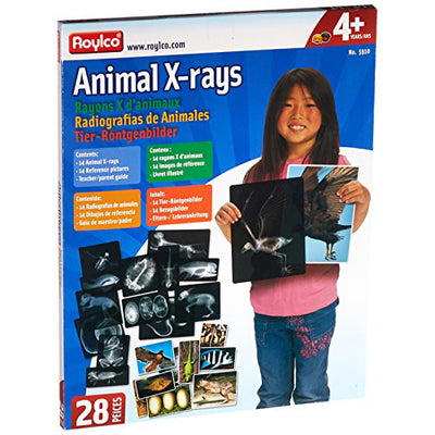 Animal X-Ray Learning - Kodo Kids